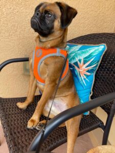 The Best Guide to Dog Friendly Beaches and Activities in the Florida ...