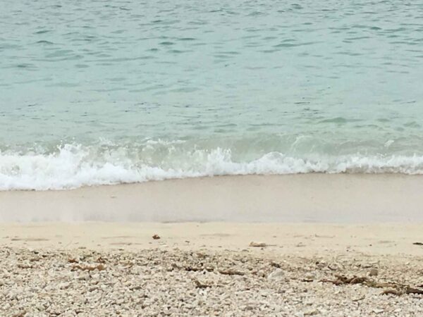 The Best Guide to Dog Friendly Beaches and Activities in the Florida ...