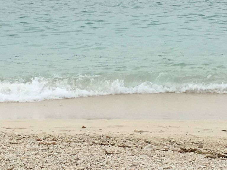 The Best Guide to Dog Friendly Beaches and Activities in the Florida ...