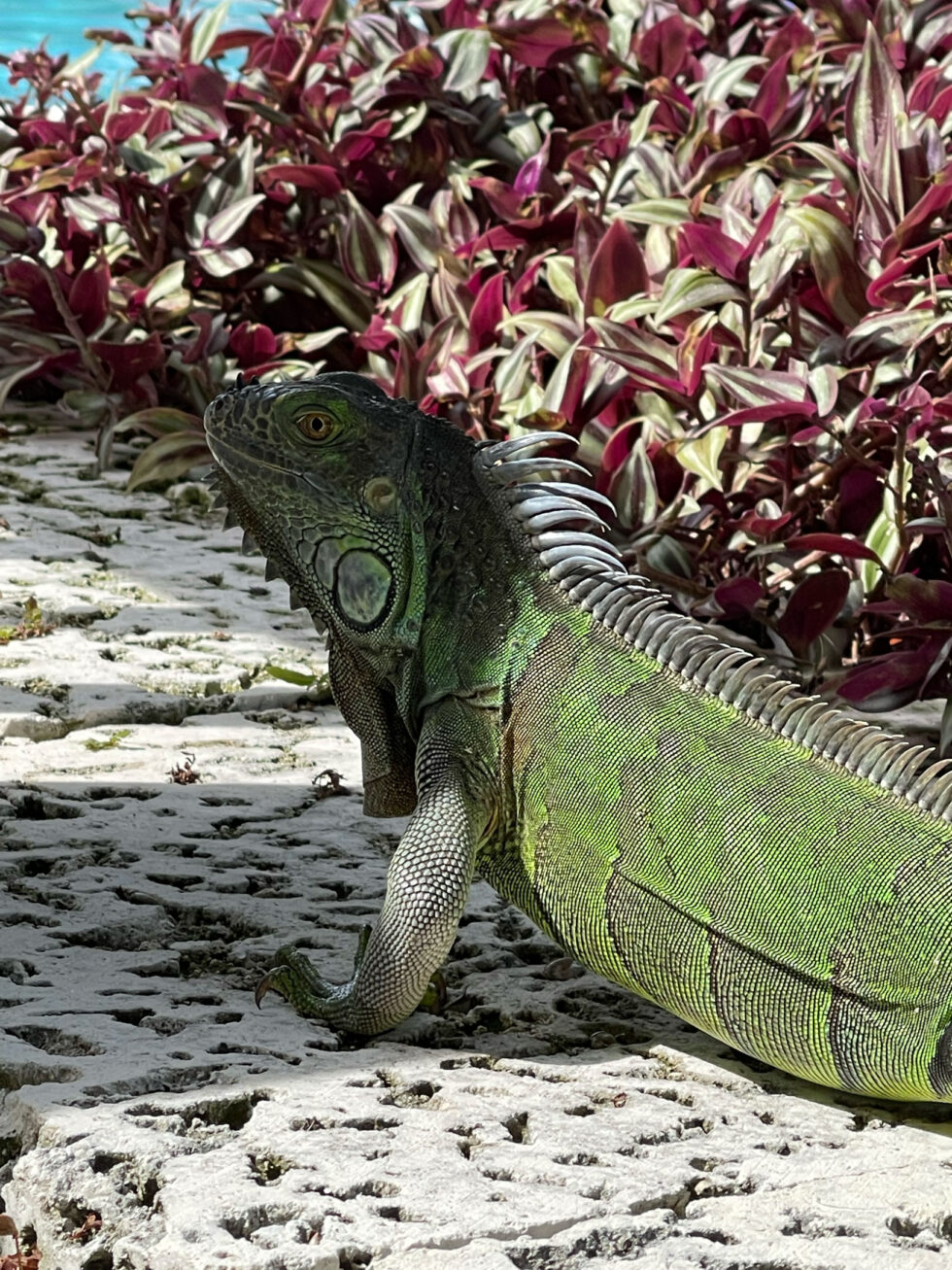 The Perfect 4 Day Key West Itinerary - Fun in Key West