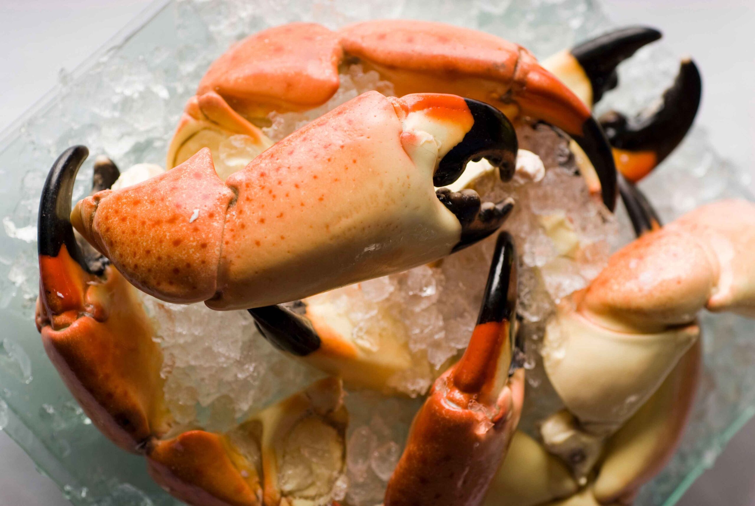 The Best Stone Crab in Key West - Your Ulitmate Guide - Fun in Key West